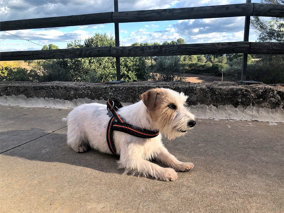 ‘Canis lupus familiaris’ | El Pou