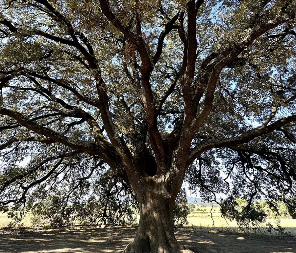 Arbres monumentals | El Pou